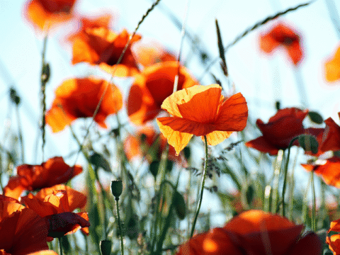 20+ Spring Affirmations for a Fresh New Start