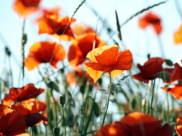 20+ Spring Affirmations for a Fresh New Start